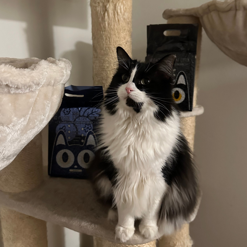 Cat Factory – Cat Factory Au