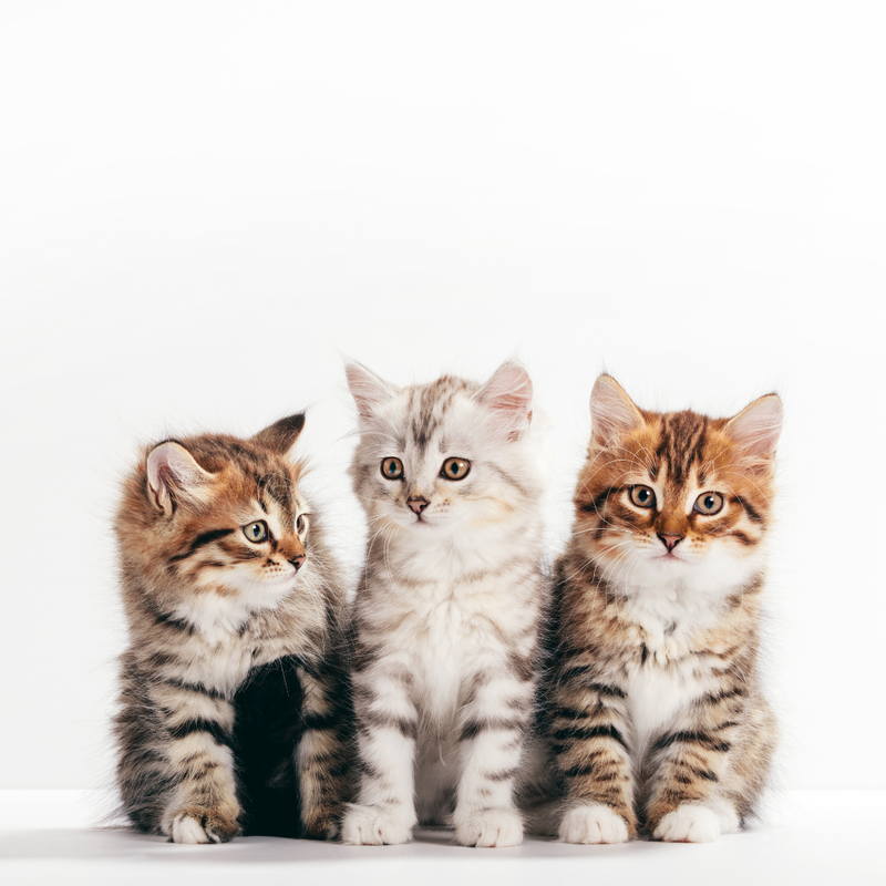 Cat Factory – Cat Factory Au